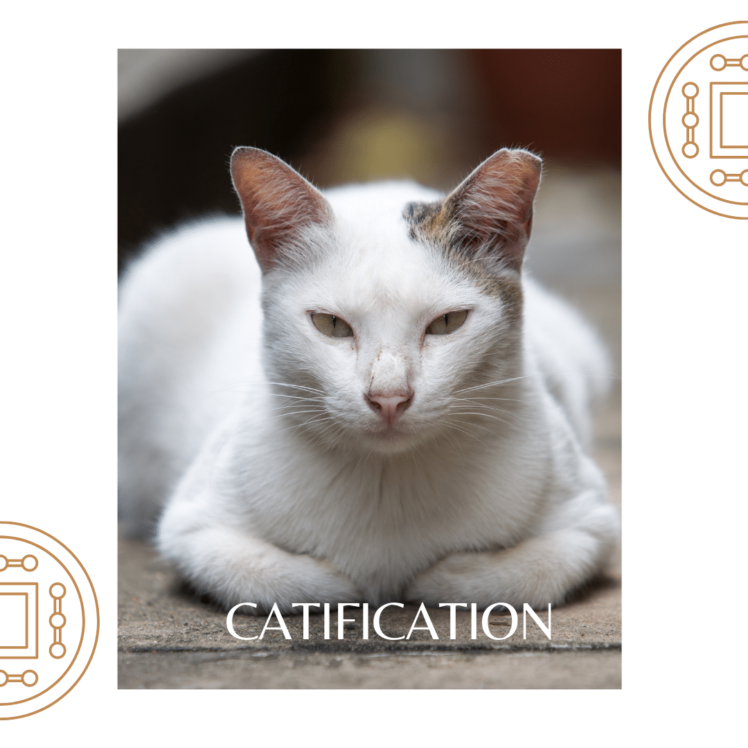 La catification comme un outil de développement personnel